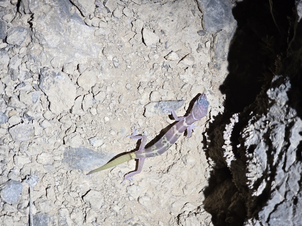 Western Banded Gecko from Las Vegas, NV 89129, USA on September 27 ...