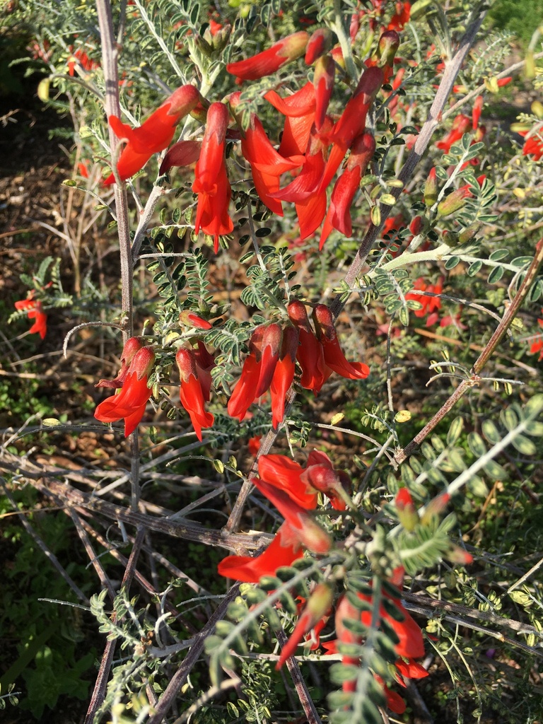 cancer bush from Betty's Bay, 7141, South Africa on September 22, 2024 ...