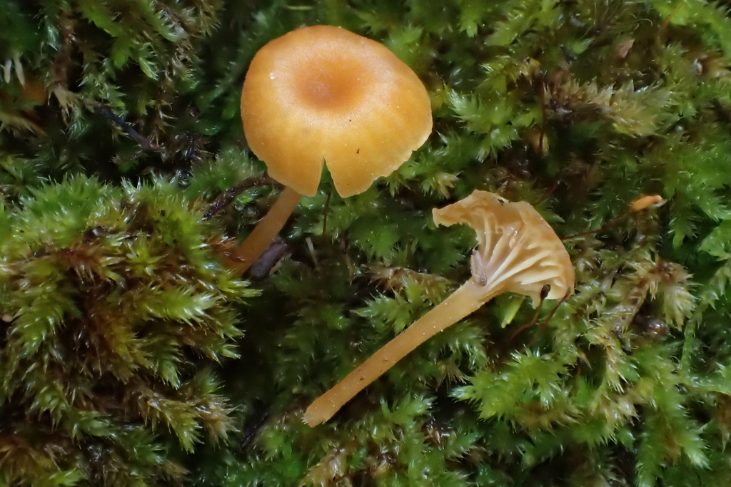 Mosscap from Nannup, Western Australia, Australia on September 1, 2024 ...