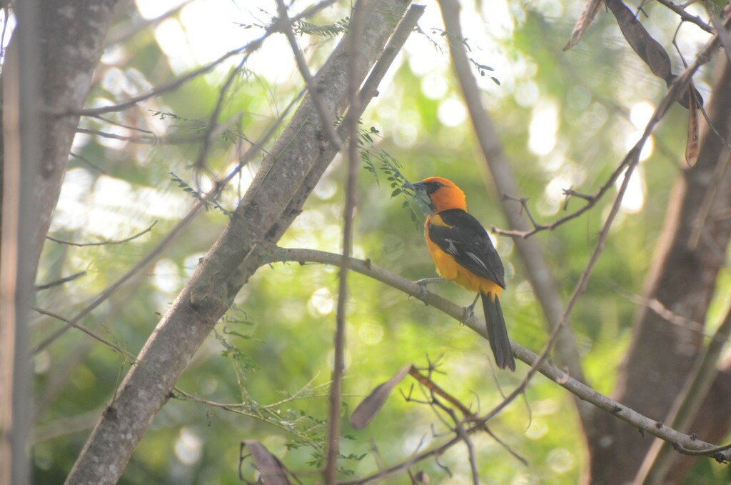 (Icterus gularis yucatanensis) - Avian Discovery