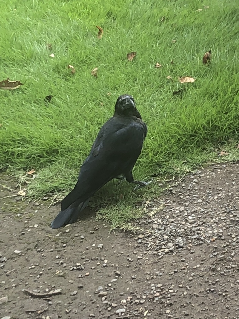 Large-billed Crow from Kokyogaien, Chiyoda City, Tokyo 100-0002, Japan ...