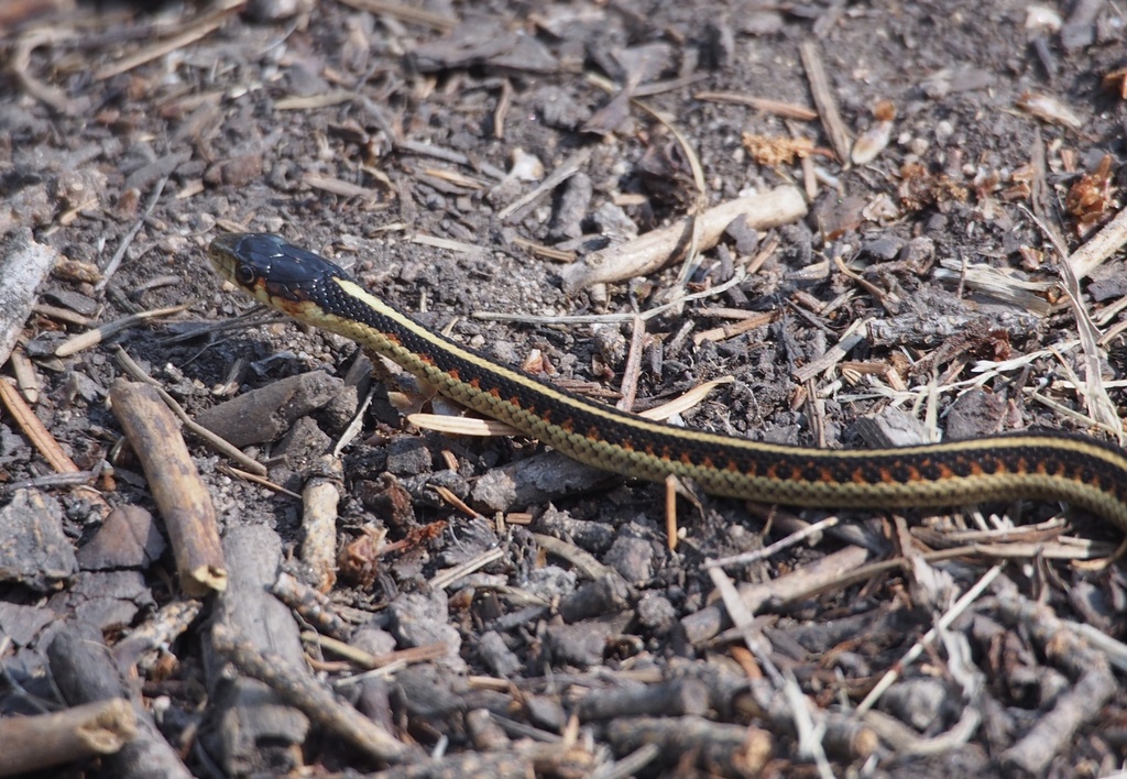 Valley Garter Snake from Winchester State Park, Winchester, ID, US on ...