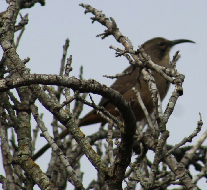 California Thrasher from Morena, San Diego, CA, USA on September 28 ...