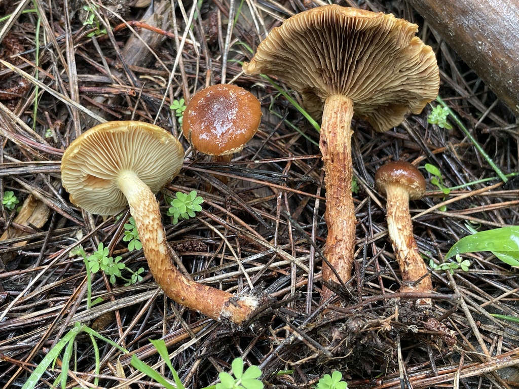 Pholiota multicingulata from Nannup WA 6275, Australia on September 1 ...