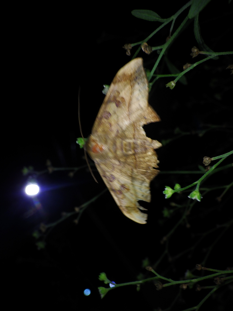 Argidia aufidia from Akumal, Q.R., México on September 26, 2024 at 07: ...