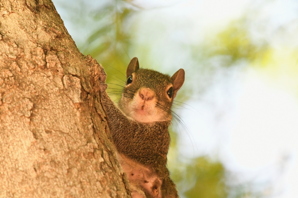 Allen's Squirrel from Fuentes del Valle, San Pedro Garza García, N.L ...