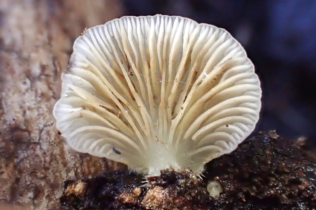 Crepidotus uber from Diamond Tree WA 6258, Australia on September 1 ...