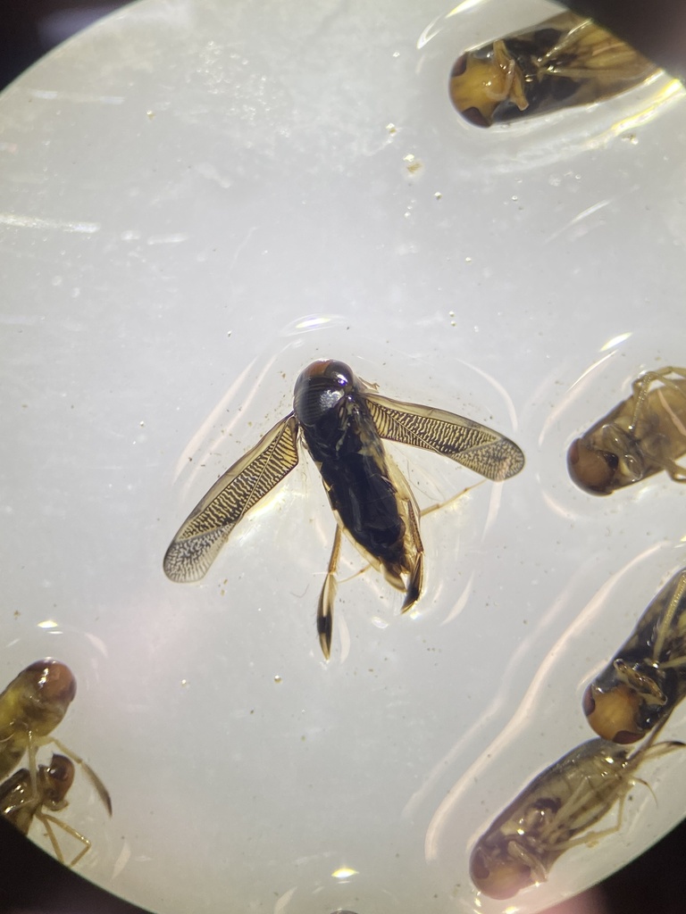 Callicorixa praeusta from Snöstorp, Halmstad, N, SE on September 25 ...