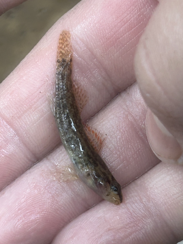 Backwater Darter from Sipsey Valley Rd S, Buhl, AL, US on September 28 ...
