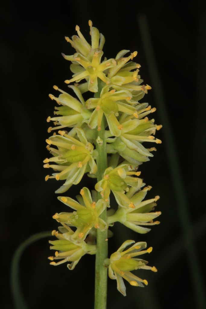 False Asphodel (Tofieldia calyculata) - Botanical Realm
