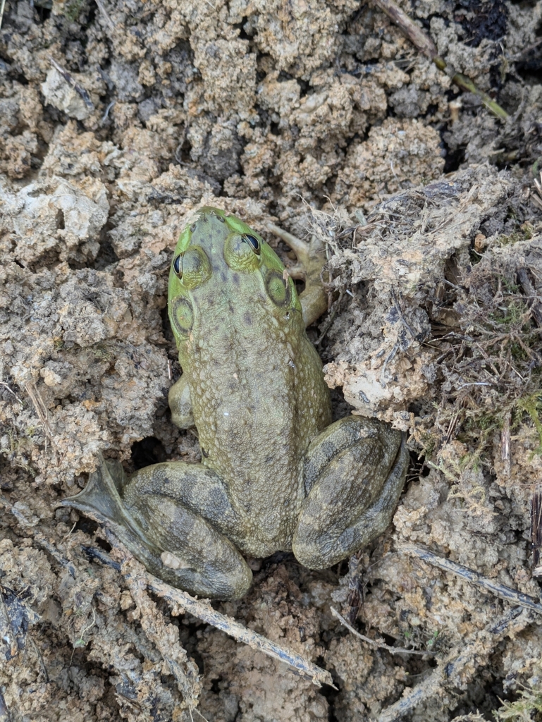 American Bullfrog from Millmont, PA 17845, USA on September 28, 2024 at ...