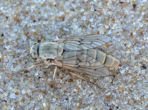Género Scepsis · iNaturalist Mexico