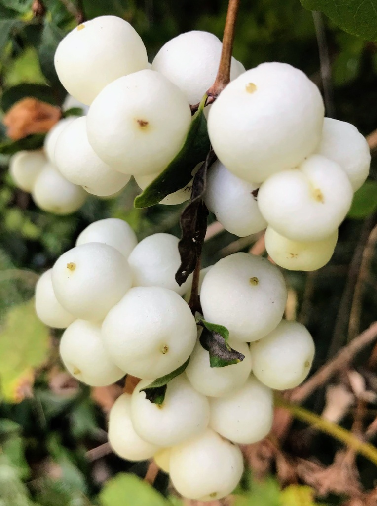 Common Snowberry from Ebey's Landing, Coupeville, WA, US on September ...