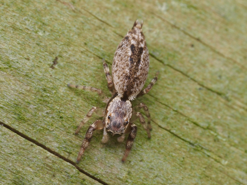 Jumping Spiders from North Island / Te Ika-a-Māui, Ruawai, Northland ...