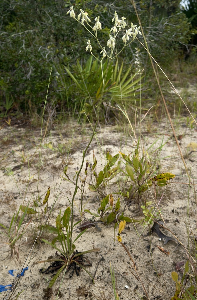 Scrub Buckwheat in September 2024 by dan_linn · iNaturalist