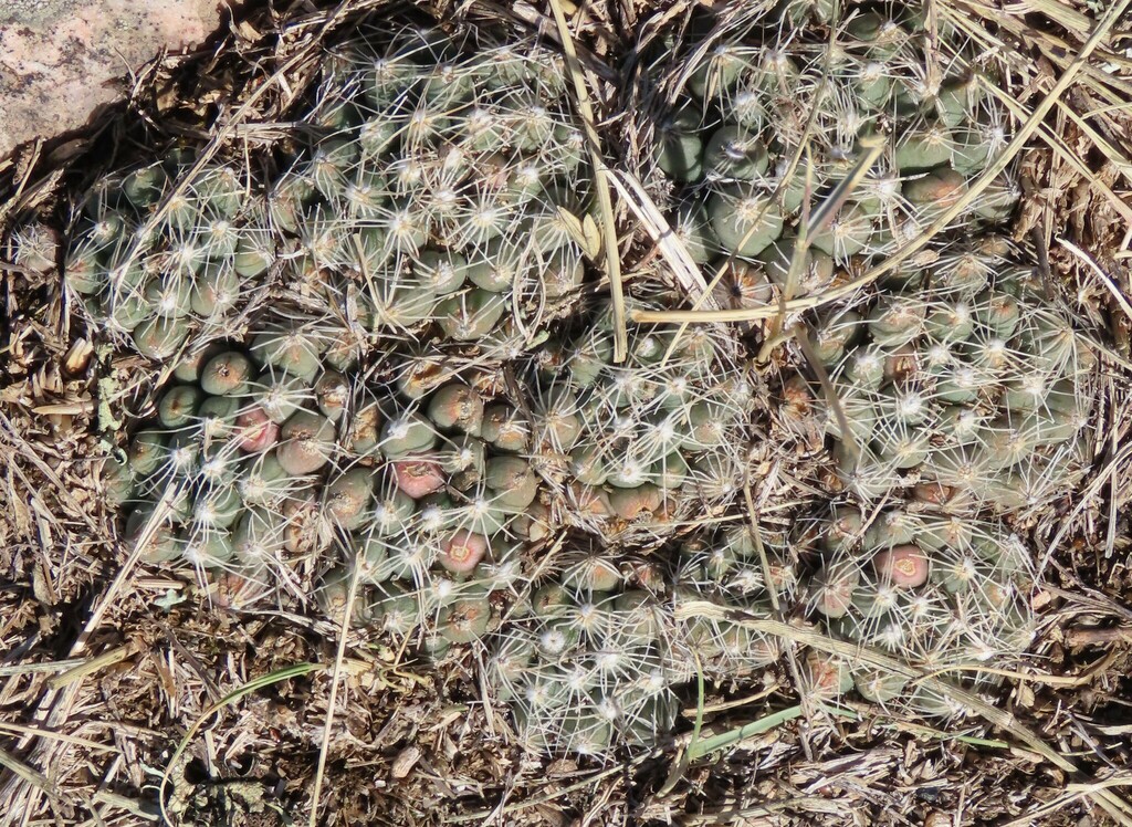 Missouri Foxtail Cactus from Damselfly Fishing, MT, USA on September 19 ...