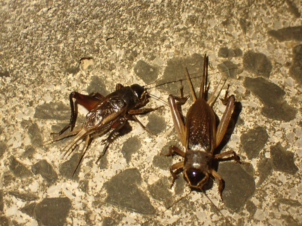 Emma Field Cricket from 公立鳥取環境大学, 鳥取市, 鳥取県, JP on September 24, 2024 at ...