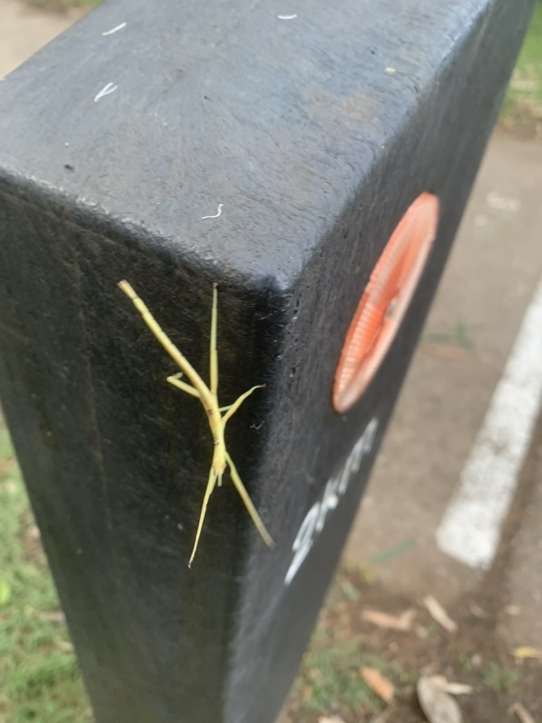 Red-winged Stick Insect from Brisbane QLD, Australia on September 28 ...