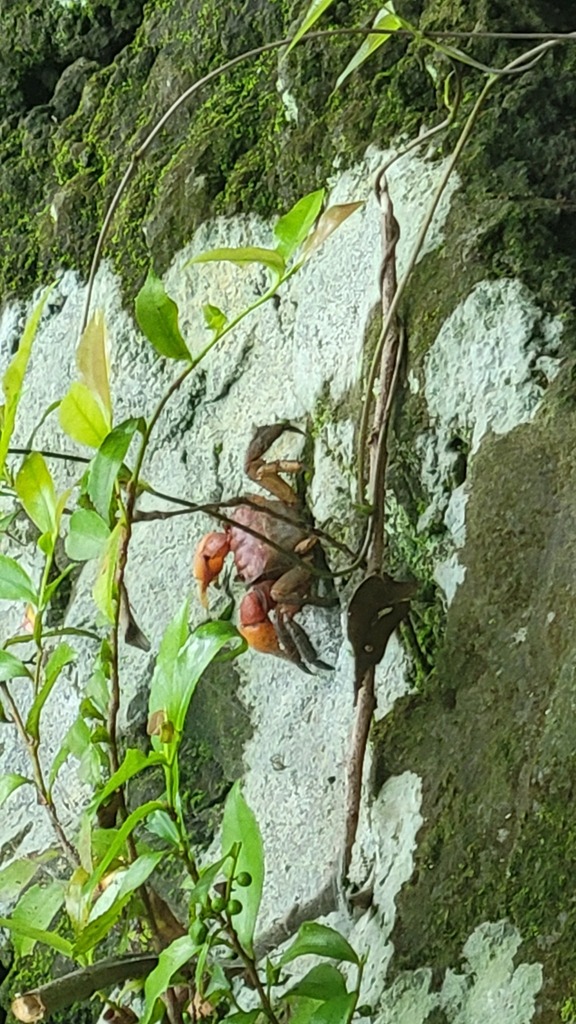 Red-clawed crab in June 2024 by Moses Michelsohn · iNaturalist