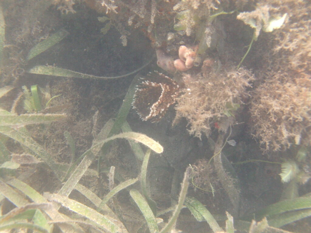 Magnificent Feather Duster Worm from Condado, San Juan, 00907, Puerto ...