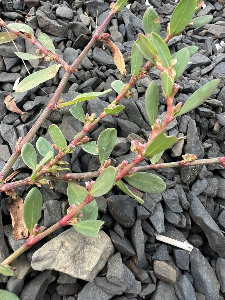 Fowler's Knotweed from Haida Gwaii, Daajing Giids, BC, CA on September ...