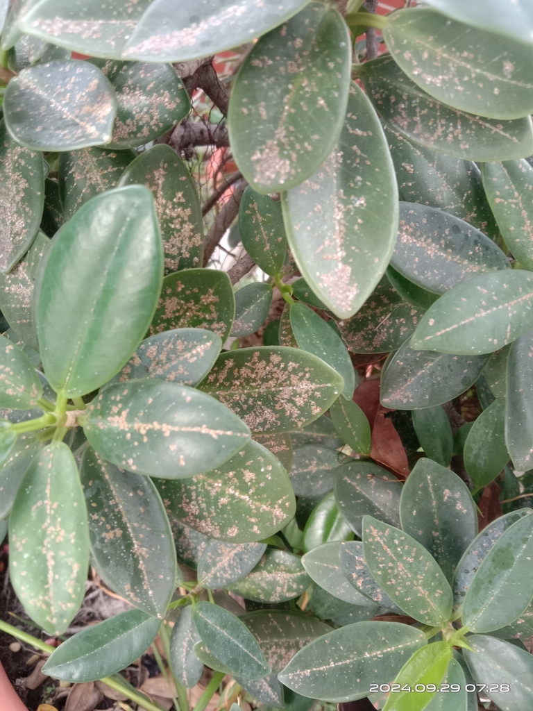 Armored Scale Insects from 830台灣高雄市鳳山區南成里 on September 29, 2024 at 07: ...