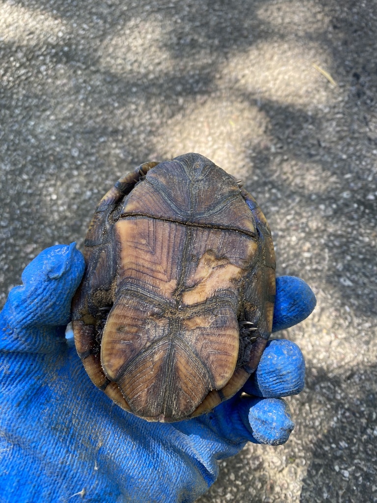 Striped Mud Turtle from Congaree National Park, Eastover, SC, US on ...