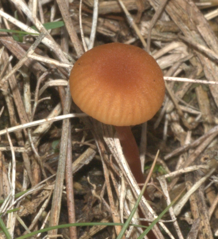 Deceivers from Byfield NP SW, Stockyard QLD, Australia on July 26, 2010 ...