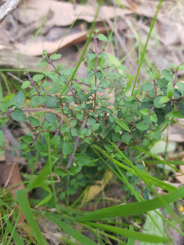 Prickly Currant-Bush from Silvan VIC 3795, Australia on September 29 ...