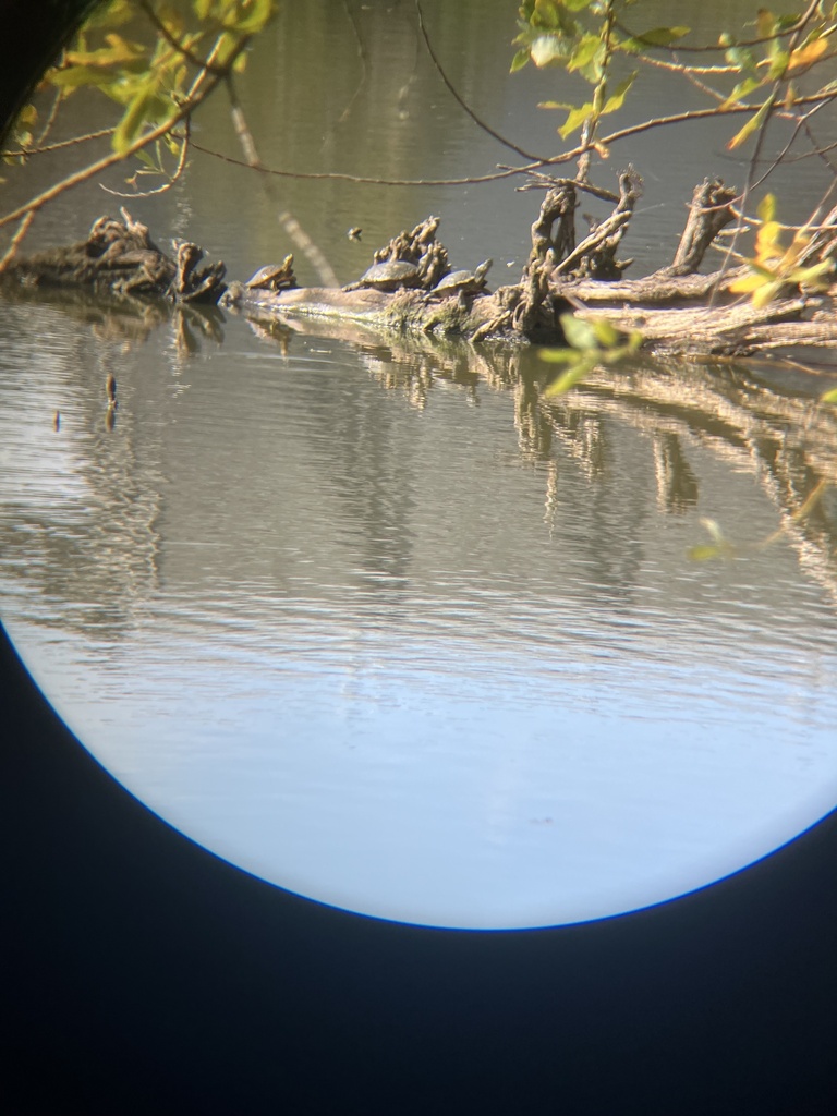 Red-eared Slider from IMA, Seattle, WA, US on September 28, 2024 at 10: ...