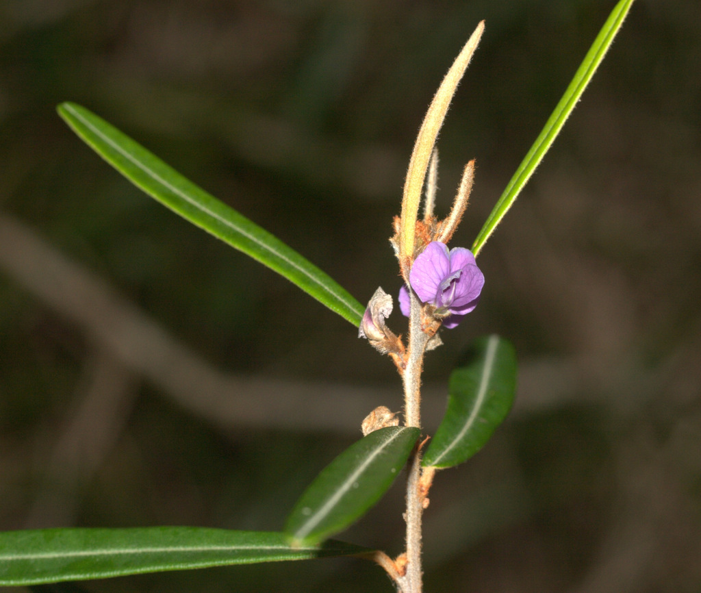 Hovea clavata from Byfield NP SW, Stockyard QLD, Australia on July 26 ...