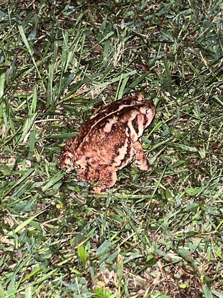North American Toads from Asheville Hwy, Strawberry Plains, TN, US on ...