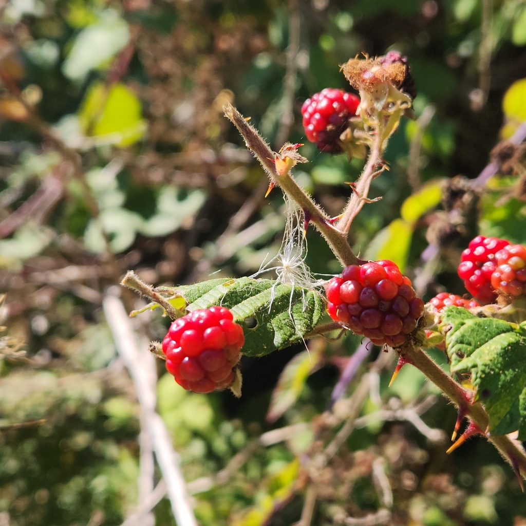 brambles from Orick, CA 95555, USA on September 28, 2024 at 01:22 PM by ...