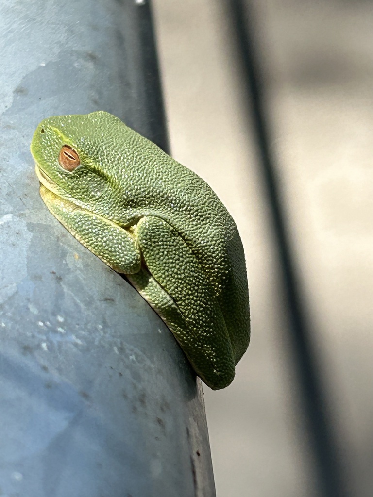 Graceful Tree Frog from Moreton Bay Marine Park, White Patch, QLD, AU ...