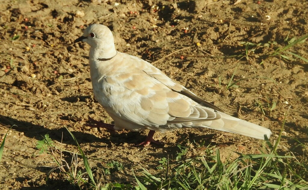 Eurasian Collared-Dove from Hazel Bazemore Hawk Watch, Nueces County ...