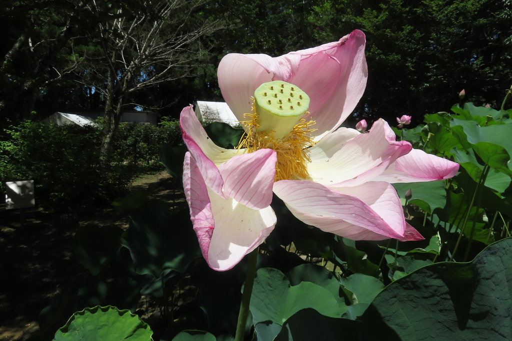 Sacred Lotus from Kasuganocho, Nara, 630-8212, Japón on July 4, 2024 at ...