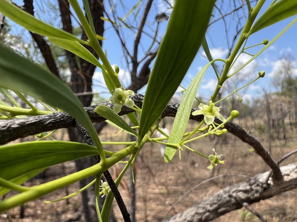 plants from Victoria Hwy, Delamere, NT, AU on September 28, 2024 at 11: ...