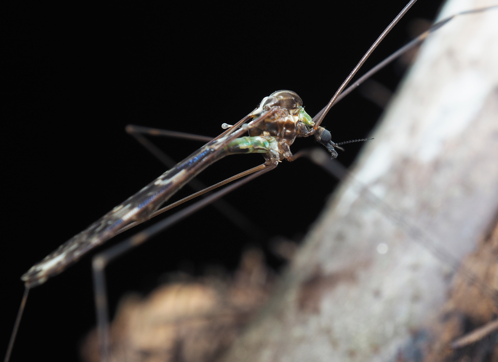 Discobola dohrni from Oropi 3173, New Zealand on September 28, 2024 at ...