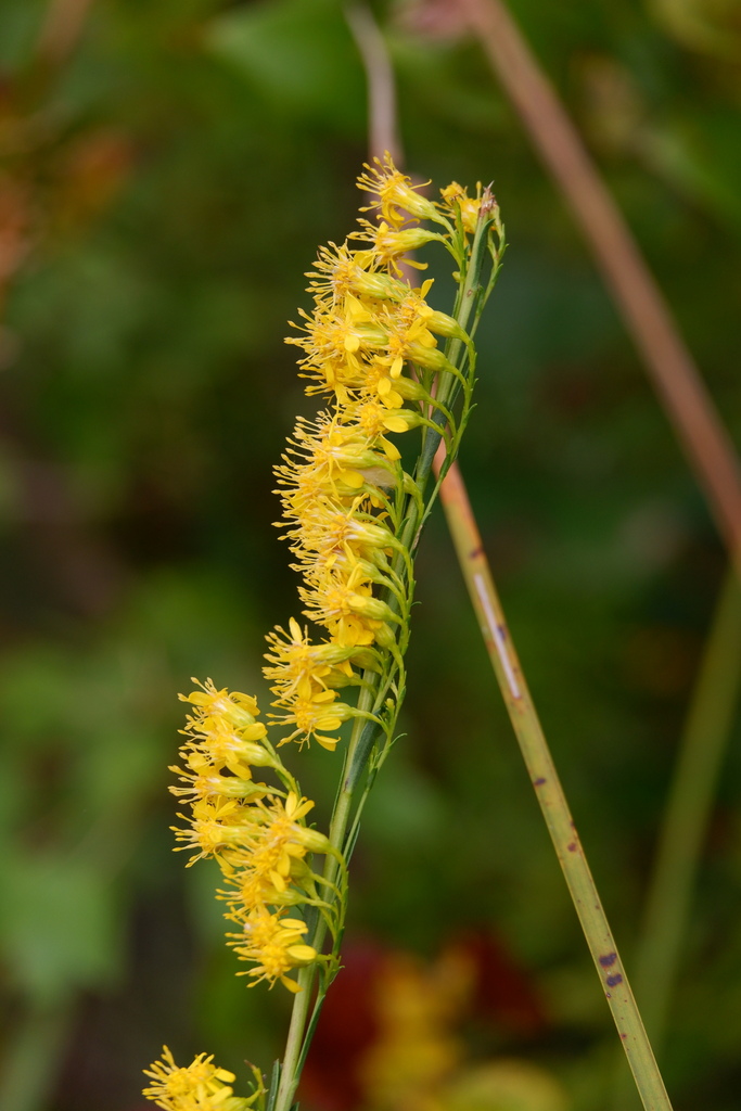 Pine Barren Bog Goldenrod in September 2024 by Bonnie Semmling ...