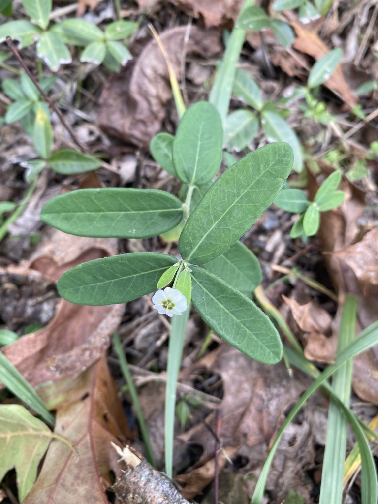 False Flowering Spurge in September 2024 by Maeve and Joey Coker ...