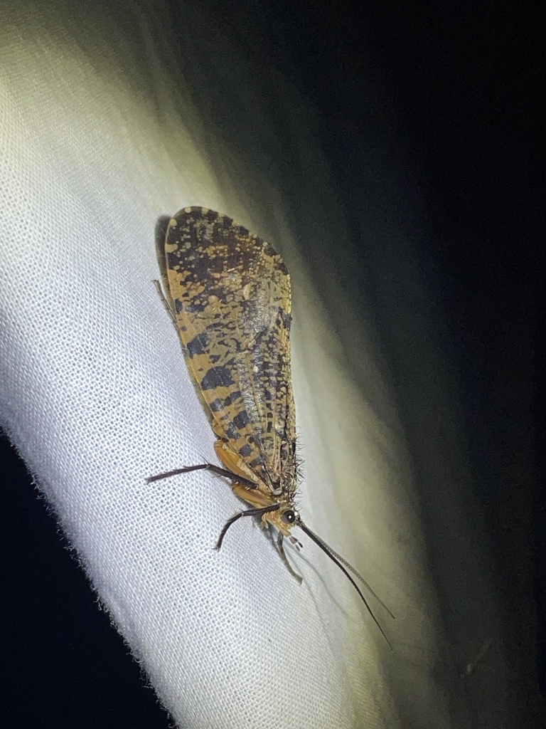 Eubasilissa regina from 本州, 長浜市, 滋賀県, JP on September 28, 2024 at 07:38 ...