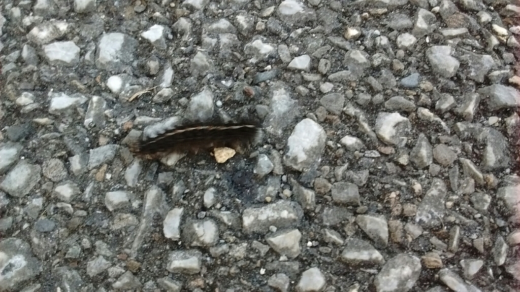 Clouded Tiger Moth from 2119 Yonaguni, Yonaguni-chō, Yaeyama-gun ...