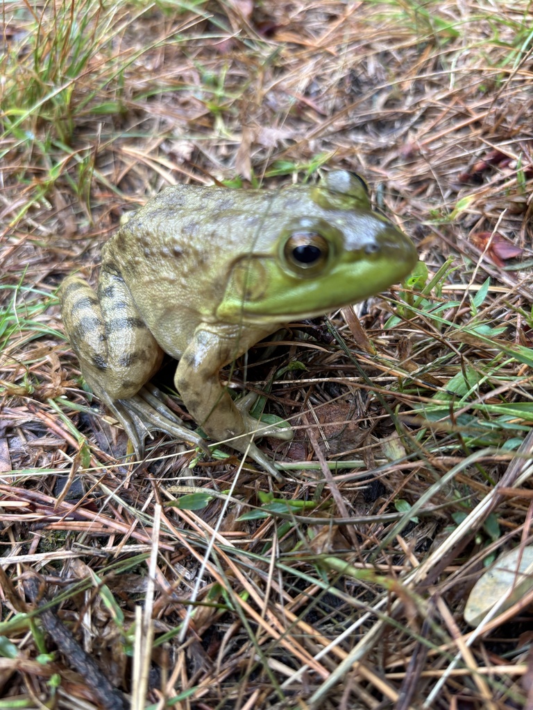 American Bullfrog from Thompson Dr, Erie, PA, US on September 28, 2024 ...