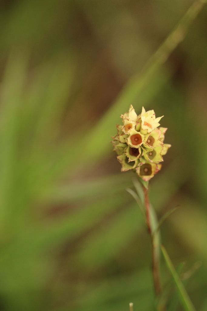 Shrubby Primrose-willow from Polk County, FL, USA on September 28, 2024 ...