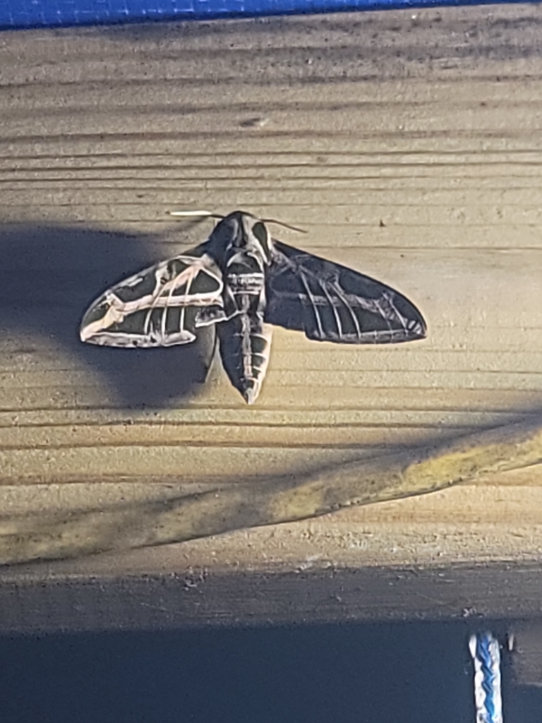 Vine Sphinx from London on September 28, 2024 at 08:30 PM by Kevin ...