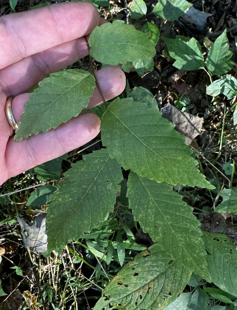 American elm from Rock Springs Nature Trail, Natchez Trace Pkwy ...