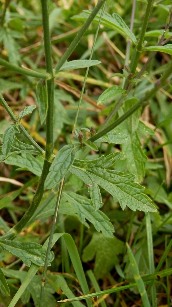 Common vervain (Verbena officinalis) - Botanical Realm