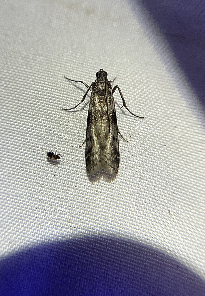 Black-banded Homoeosoma Moth from E 76th St, Tulsa, OK, US on September ...