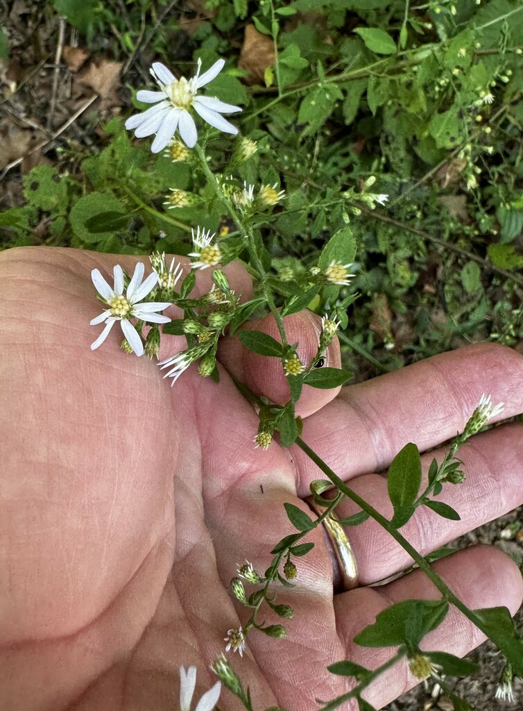 Drummond's aster from Rock Springs Nature Trail, Natchez Trace Pkwy ...
