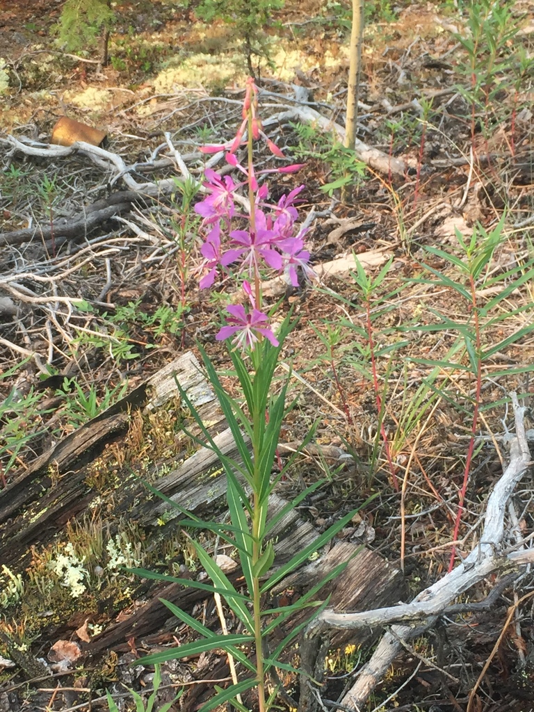 fireweed from Yukon, Yukon, Canada on July 1, 2019 at 10:59 AM by Bruce ...